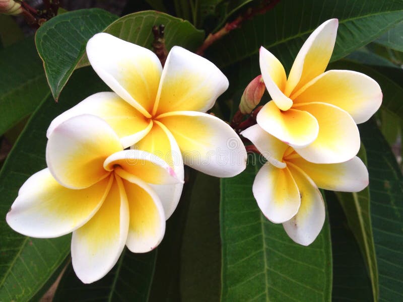 Frangipani flower editorial photo. Image of plants, plant - 52028846