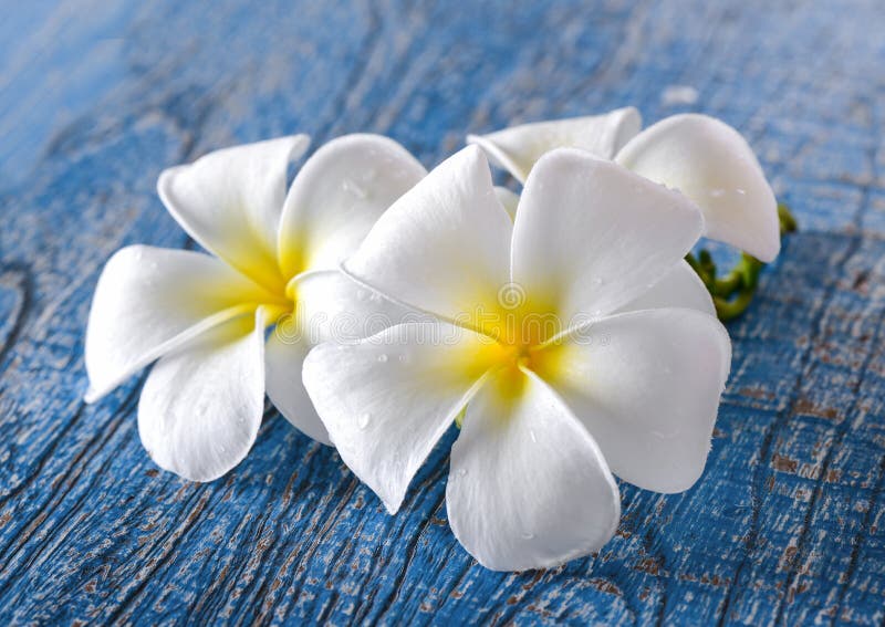 Frangipani Flower on Blue Table Stock Image - Image of beautiful ...