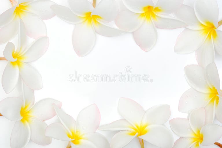 2,745 Frangipani Flower Border Stock Photos - Free & Royalty-Free Stock ...