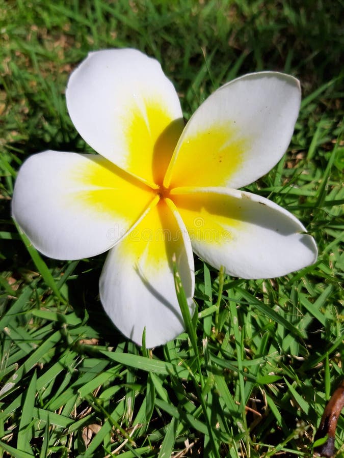 Frangipani Flower or Bunga Jepun in Bali is Symbolizes Purity and ...