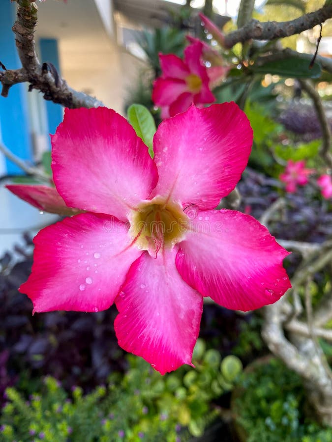 Frangipani Flower stock image. Image of bunga, frangipani - 228167131