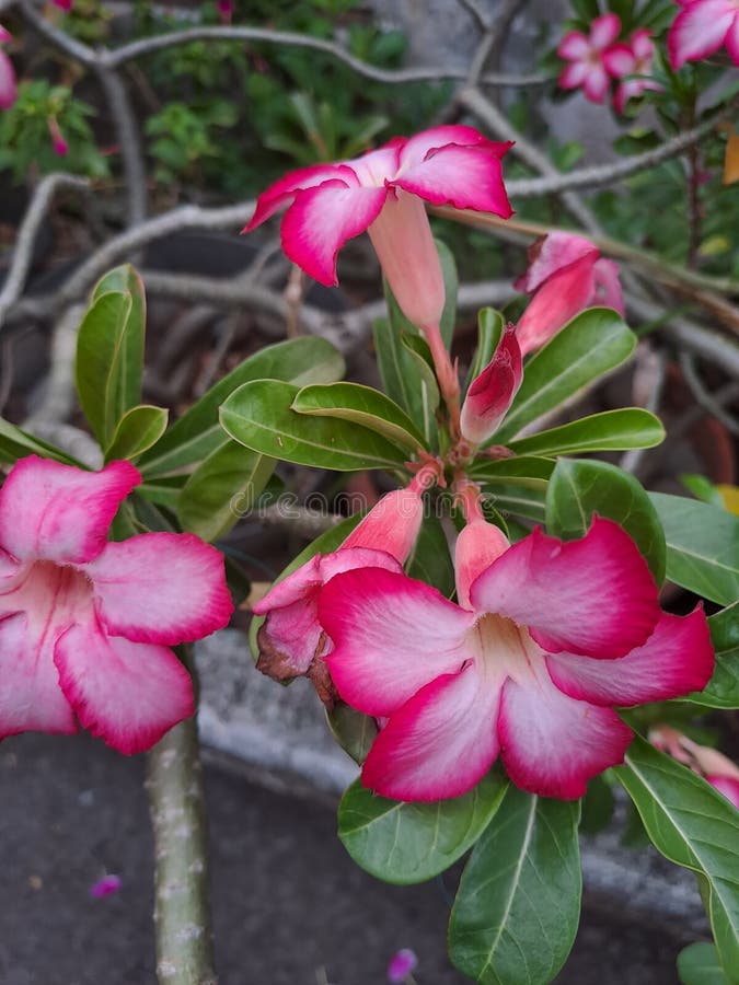 Frangipani Flower or Bunga Kamboja Stock Image - Image of botanical ...