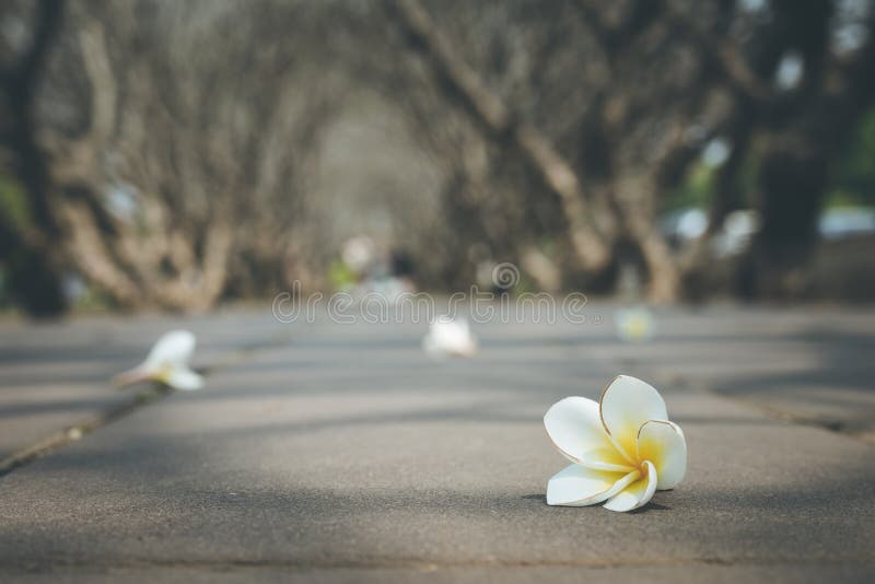 Frangipani Flower Fall on the Ground Stock Photo - Image of branch ...