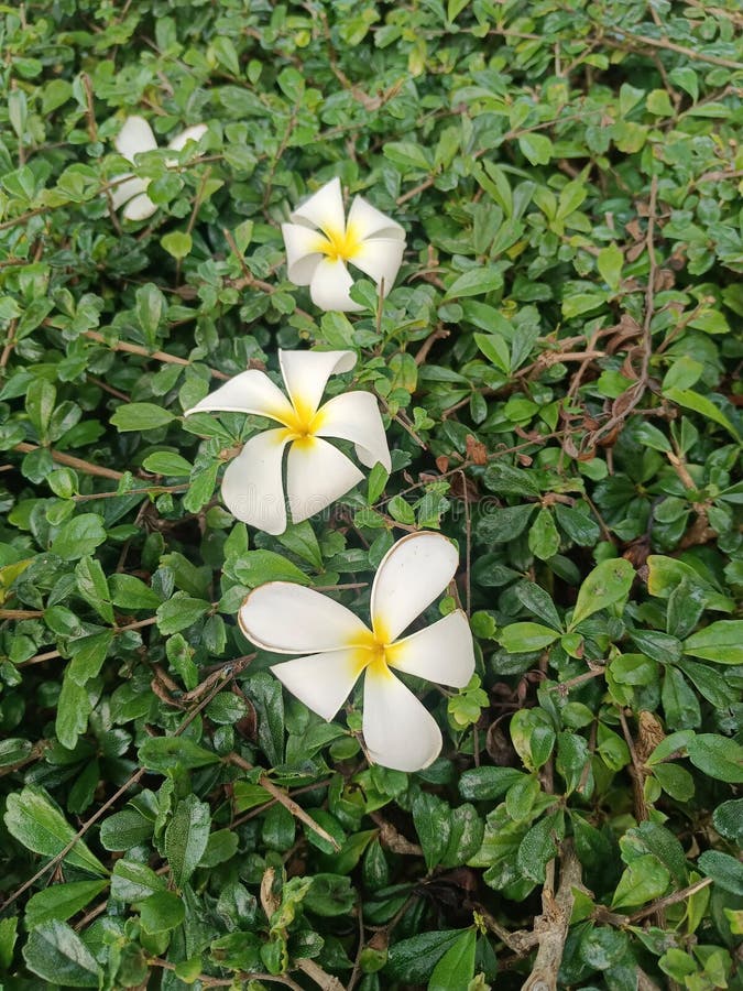 The Frangipani Flower Falling on the Tree Stock Image - Image of flower ...