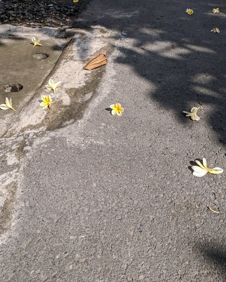 Frangipani Flower Fell To a Shadow Area of an Asphalt Ground Stock ...