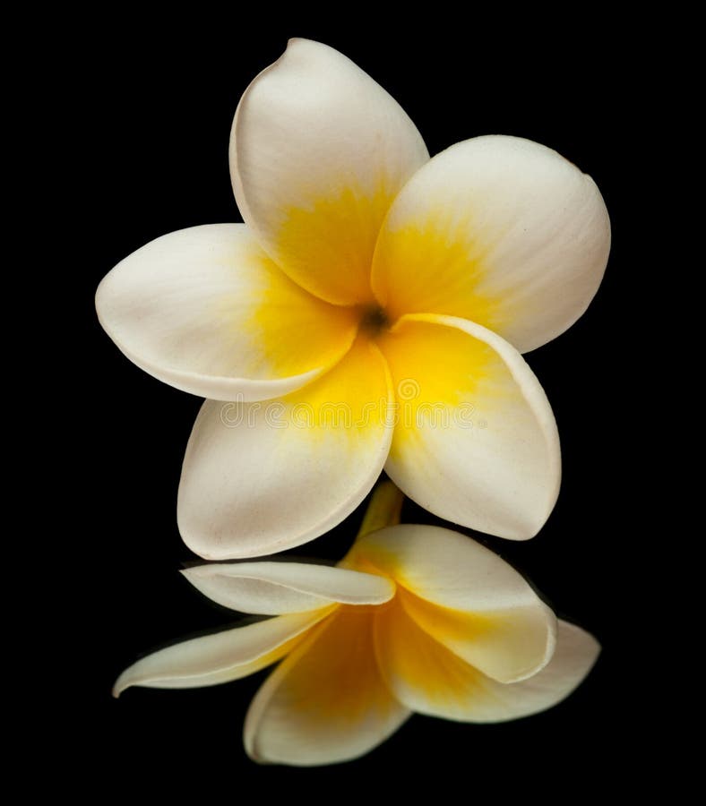Frangipani flower stock image. Image of chafa, nature - 32239005