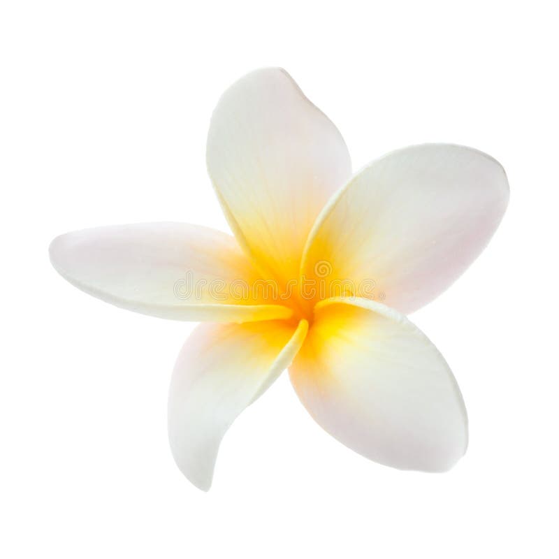 Yellow Chafa Flower Stock Photos - Free & Royalty-Free Stock Photos ...