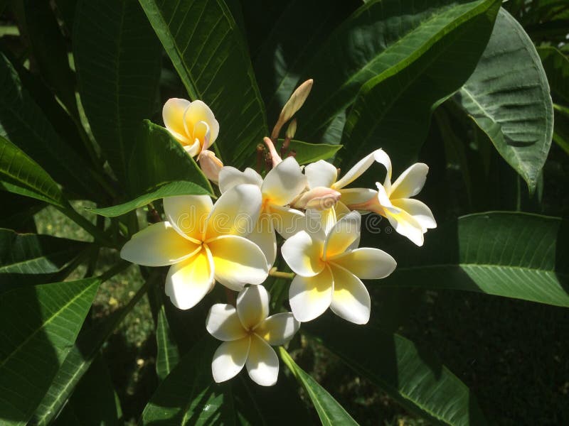 Frangipani flower stock photo. Image of mauritius, flower - 96014302