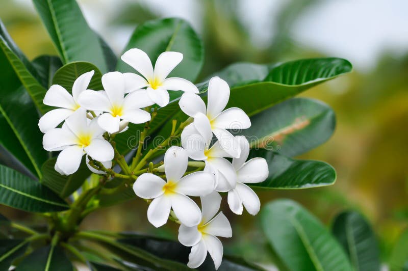 Frangipani, Frangipani Flower or Pagoda Tree Stock Image - Image of ...