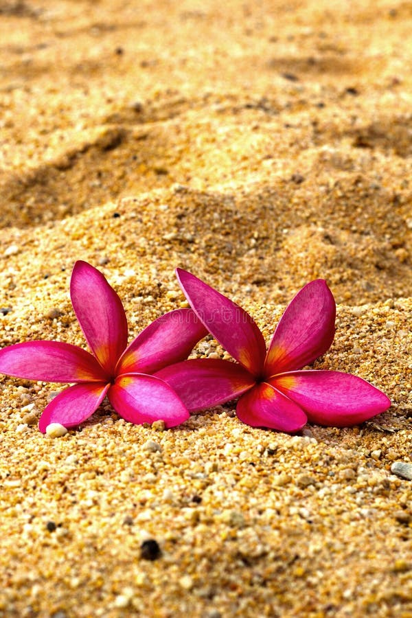 Frangipani Flower - Pink Flowers Yellow on the Sand Stock Photo - Image ...