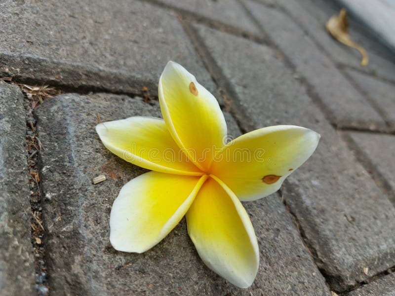Frangipani Flower in the Road Stock Photo - Image of fallen, fall ...