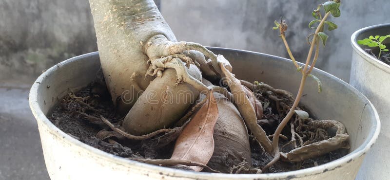 The Frangipani Flower Root Resembles a Snake Stock Photo - Image of ...