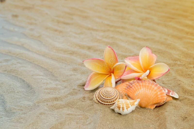 Frangipani Flower And Seashell On Sand Stock Photo - Image of beach ...