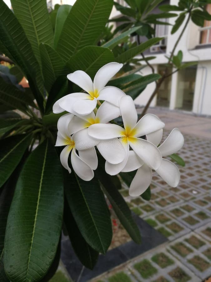 Frangipani Flower Temple Tree Indian White Stock Image - Image of petal ...