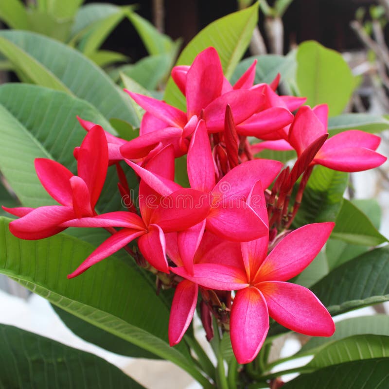 Frangipani Flower on Tree (Plumeria) Stock Image - Image of hawaii ...