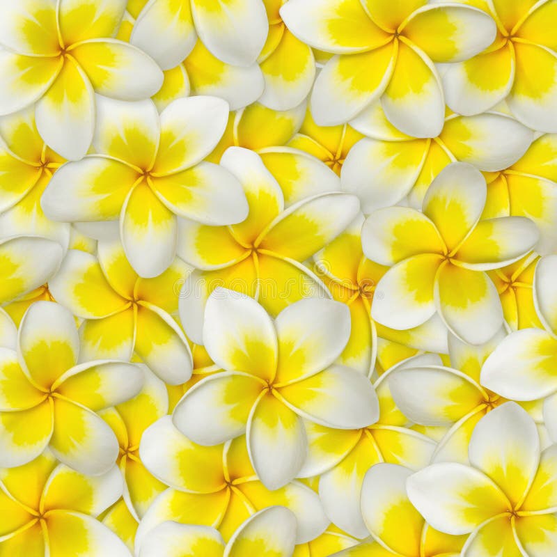 Frangipani Flowers and Leaf Frame on White Wood Floor Background Stock ... Frangipani Flowers and Leaf Frame on White Wood Floor Background Stock ...