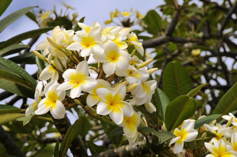 Ahala flower stock photo. Image of srilanka, wetzone - 134767896