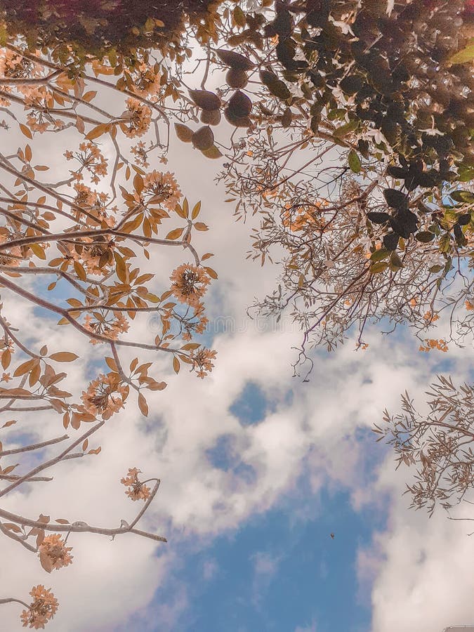 Frangipani Flowers, Bright Clouds, Shady Trees are a Beautiful Sight ...
