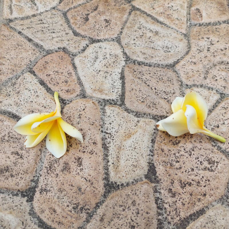Frangipani Flowers that Fall on the Floor Stock Image - Image of design ...