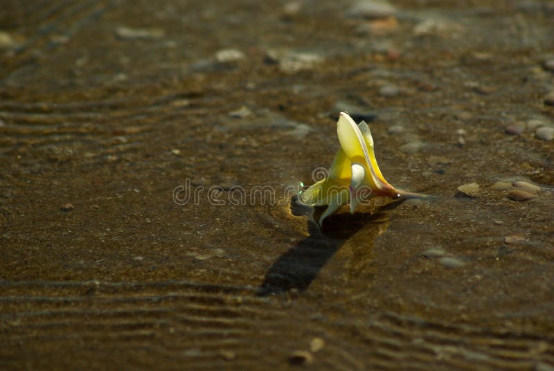 Frangipani Flower on the Sandy Beach with Rocks and Shells Stock Photo ...
