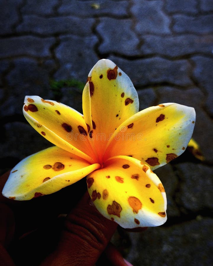 Frangipani Flowers Falling from the Tree Stock Photo - Image of leaf ...