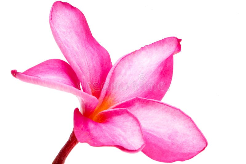 Frangipani Flowers Isolated Stock Image - Image of welcome, petal ...
