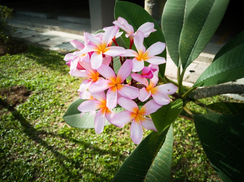Frangipani Flowers on a Frangipani Tree Colors in the Color Vintage ...