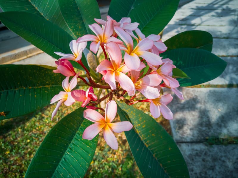 Frangipani Flowers on a Frangipani Tree Colors in the Color Vintage ...