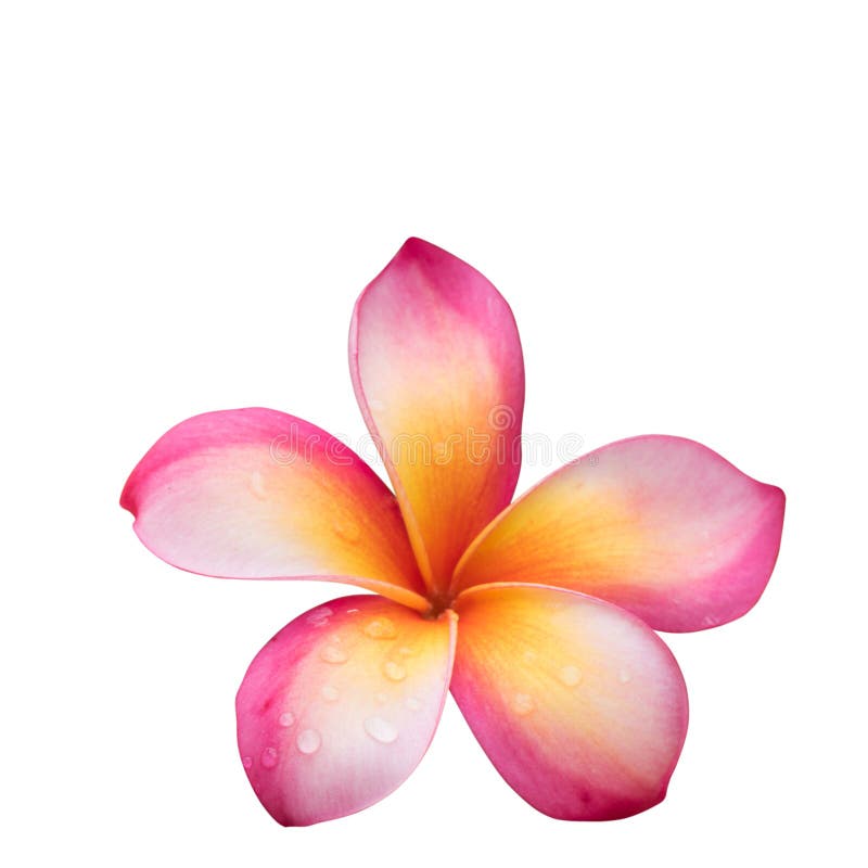 Frangipani isolated stock photo. Image of petal, element - 77763798