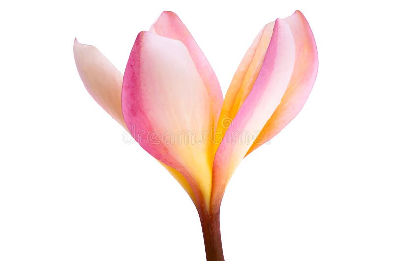 Frangipani isolated stock image. Image of white, yellow - 310700235