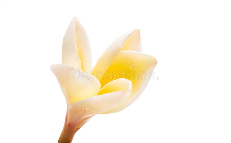 Frangipani Delightful Isolated Stock Photo - Image of aloha, bali ...