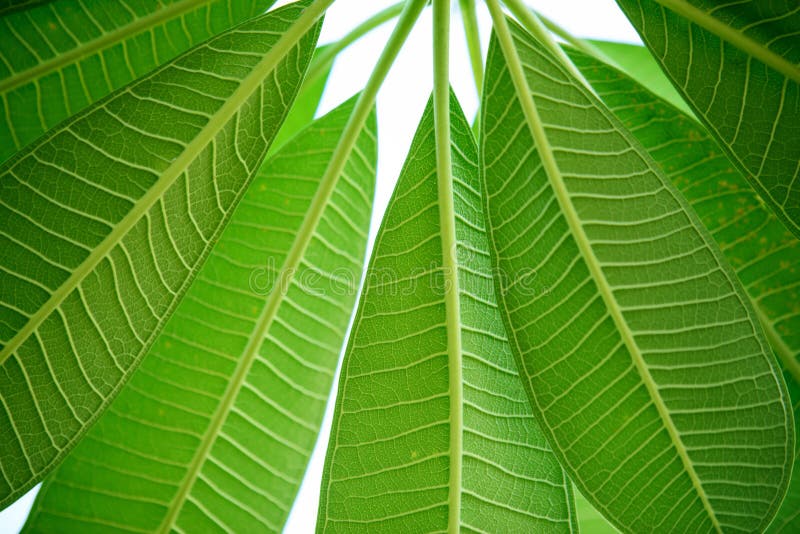 Frangipani leaf stock image. Image of climate, leaf, tree - 26073335 Frangipani leaf stock image. Image of climate, leaf, tree - 26073335