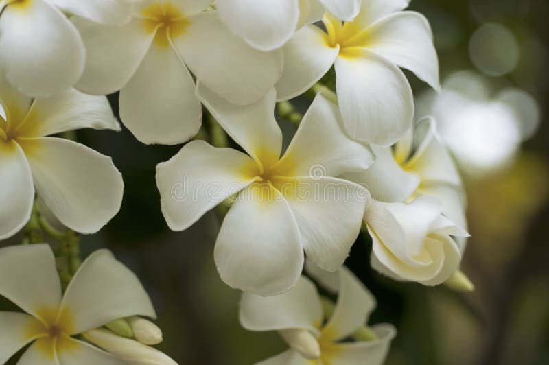 Frangipani o plumeria fotografia stock. Immagine di fiore - 84061838