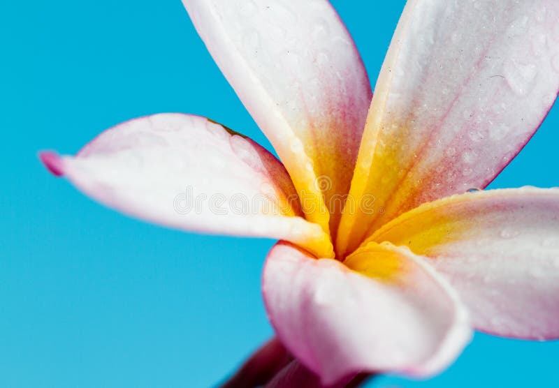 Beautiful Frangipani stock photo. Image of flora, frangipani - 6647880