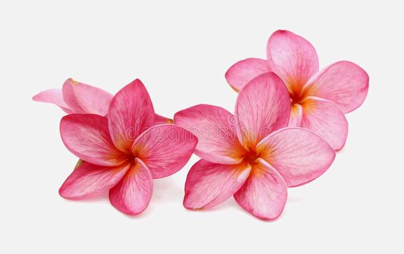 Bail Flowers Stock Photos - Free & Royalty-Free Stock Photos from ...