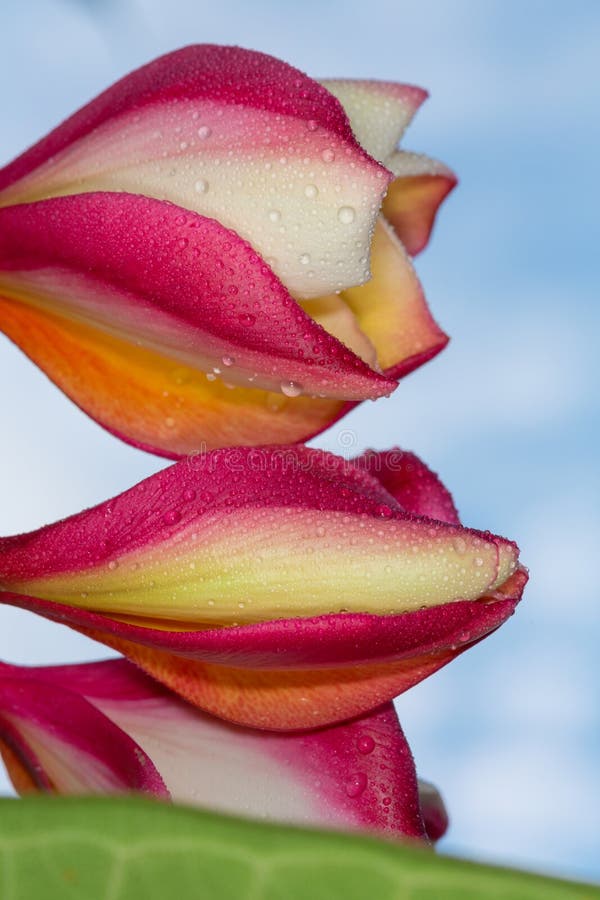 Frangipani, Plumeria, Frangipanni Imagen de archivo - Imagen de ...