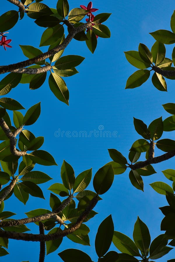 Frangipani, Plumeria, Temple Tree, Graveyard Tree Stock Photo - Image ...