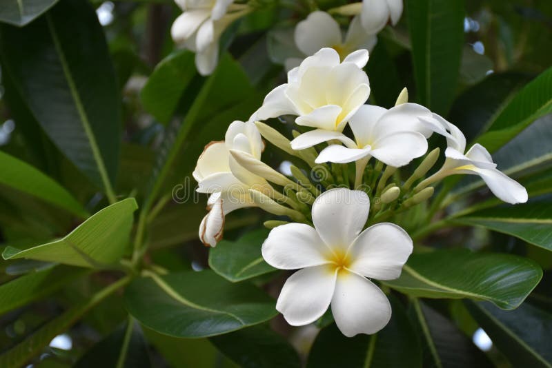 Frangipani, Plumeria, Temple Tree, Graveyard Tree Stock Image - Image ...