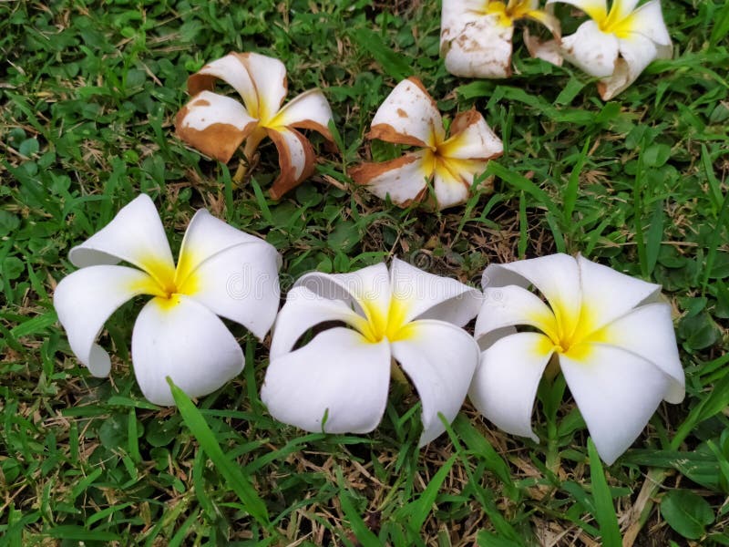 Frangipani, Plumeria, Temple Tree, Graveyard Tree Thailand Stock Image ...