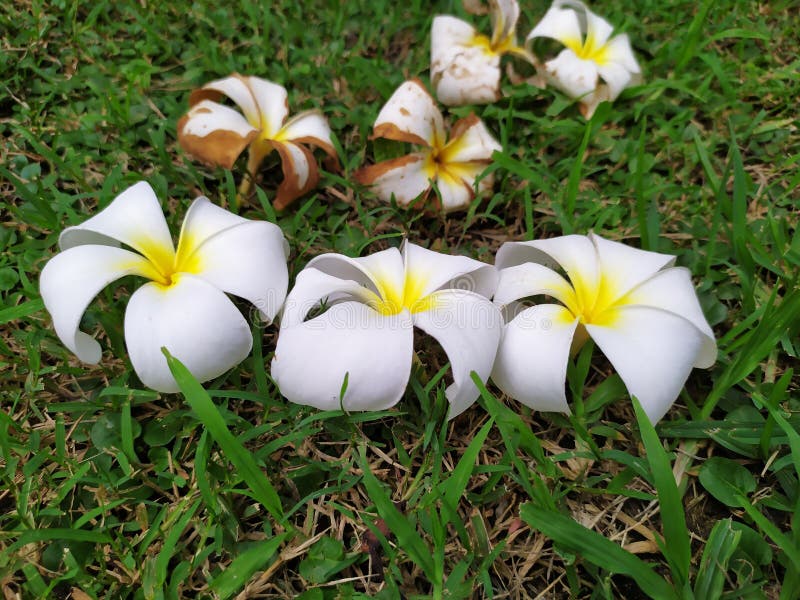 Frangipani, Plumeria, Temple Tree, Graveyard Tree Thailand Stock Image ...