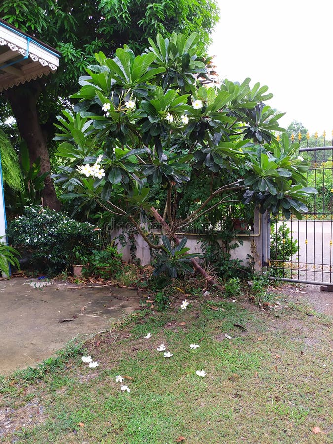 Frangipani, Plumeria, Temple Tree, Graveyard Tree Thailand Stock Photo ...