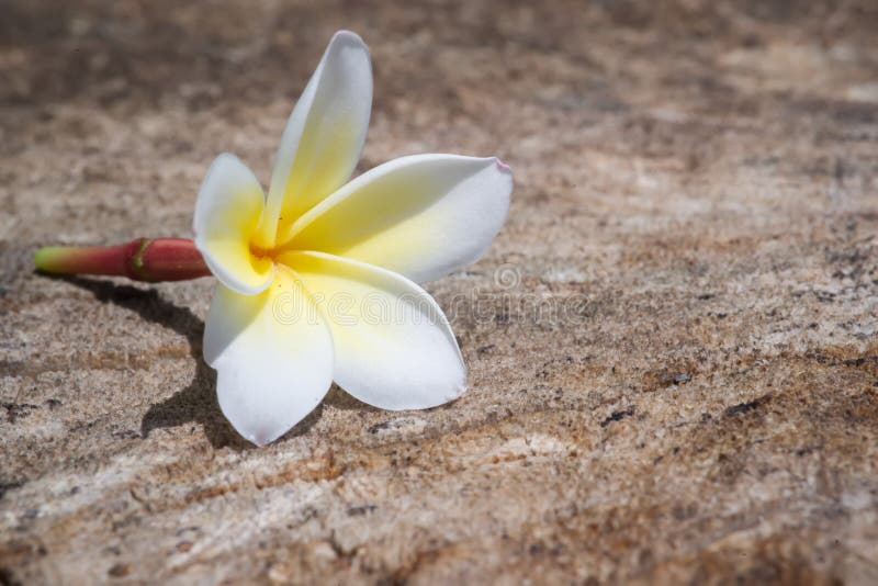 Frangipani, Plumeria, Temple Tree, Graveyard Tree Stock Image - Image ...