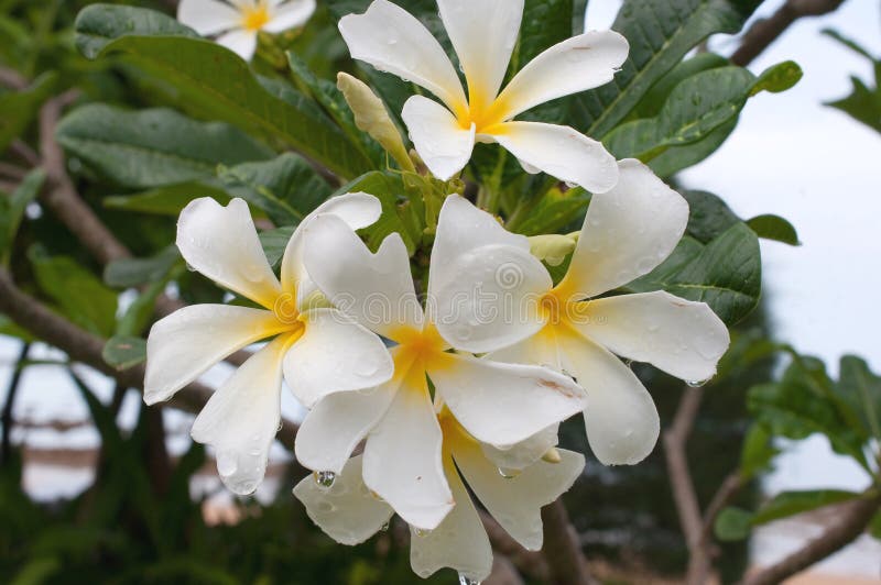 Frangipani, Plumeria, Templetree Stock Image - Image of border, flora ...