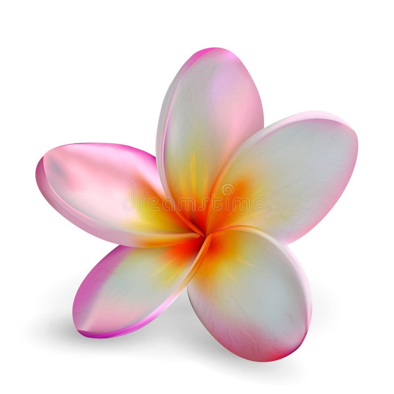 Frangipani stock vector. Illustration of petals, beautiful - 10451063