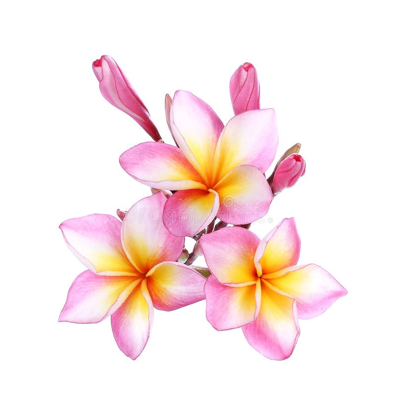 Fleurit Le Frangipani (plumeria) D'isolement Sur Le Fond Blanc Image ...