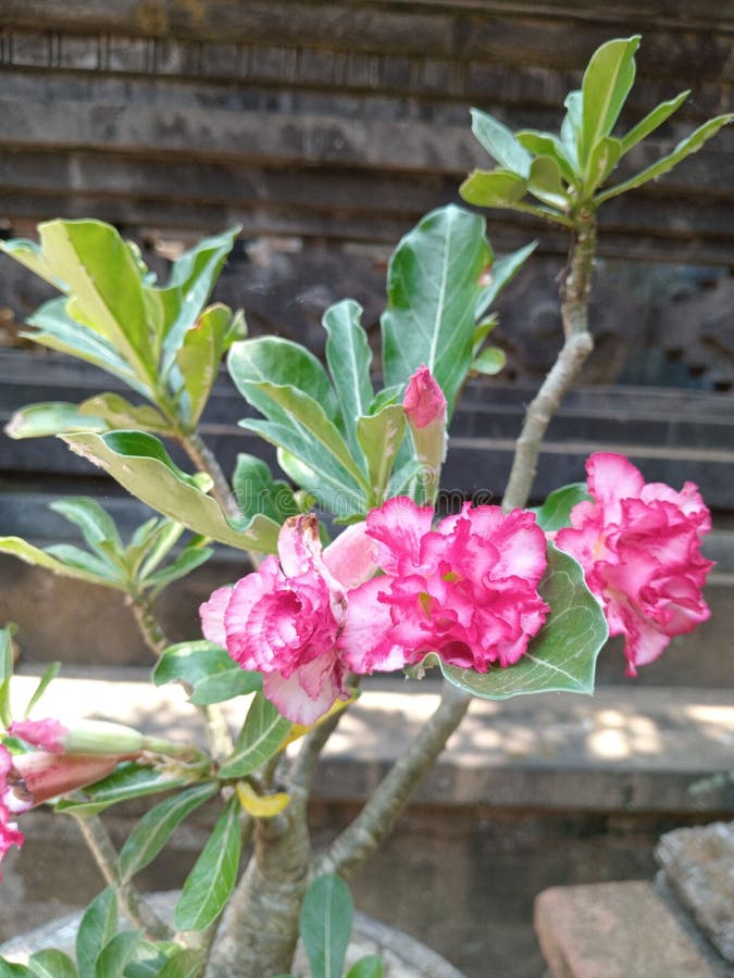 Frangipani Rose Type Flower Stock Photo - Image of frangipani, rose ...