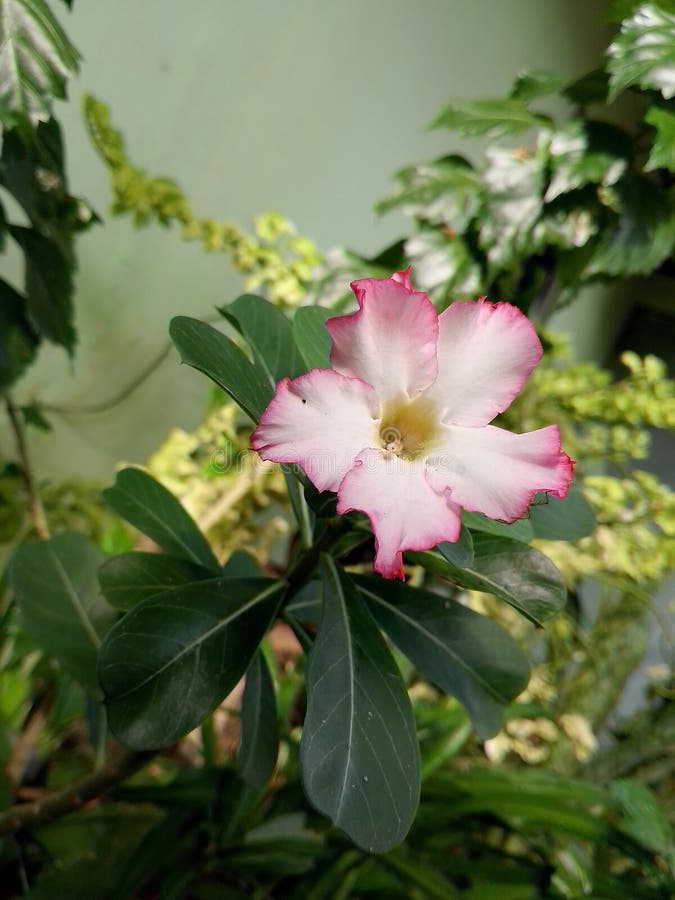 Frangipani, Frangipani, or Semboja are a Group of Plants in the Genus ...