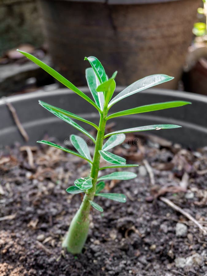 Frangipani plant seeds stock photo. Image of green, aroma - 325173158
