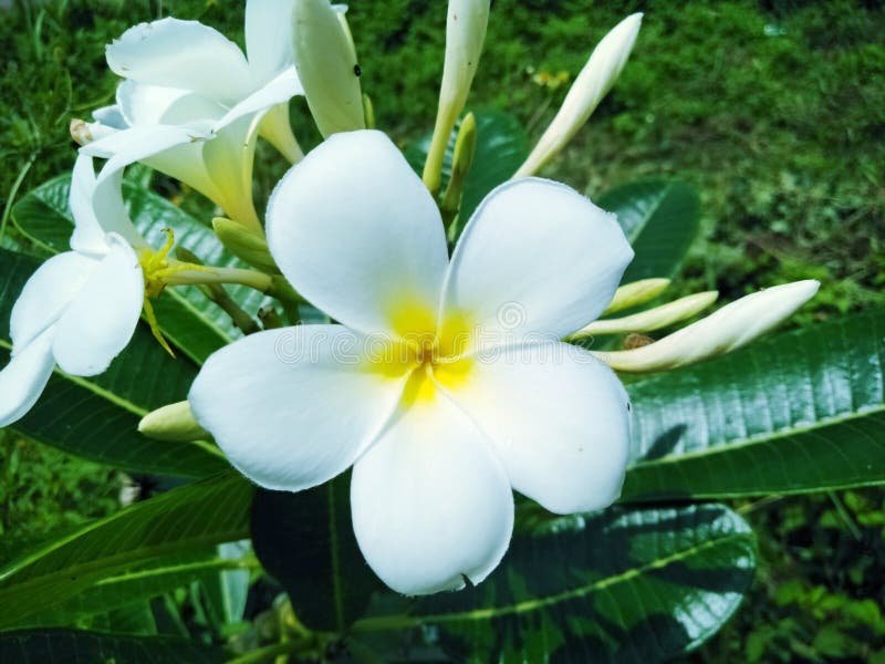 Frangipani Flower & X28; Kemboja, Kamboja, Semboja& X29; or Plumeria ...