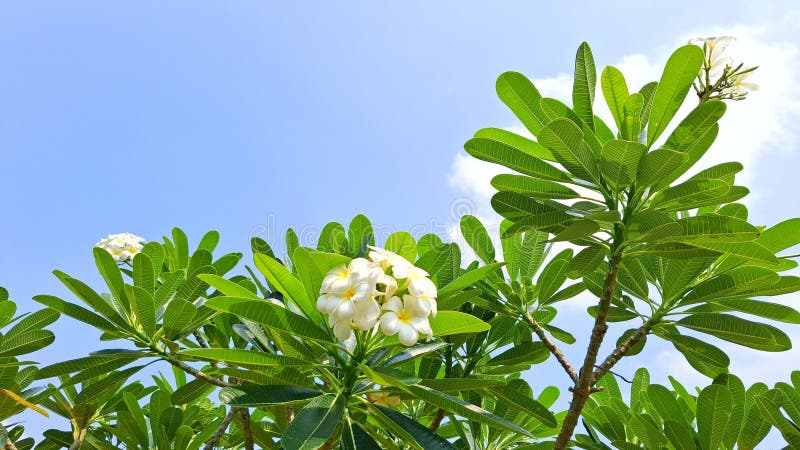 Frangipani, Frangipani, or Semboja is a Group of Plants in the Genus ...